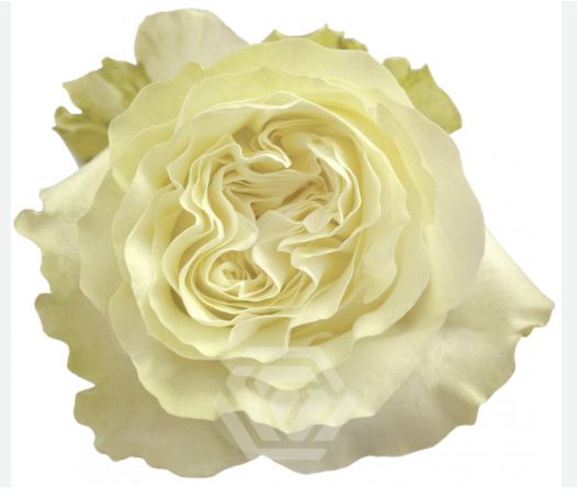 Gallery | Florists Supply