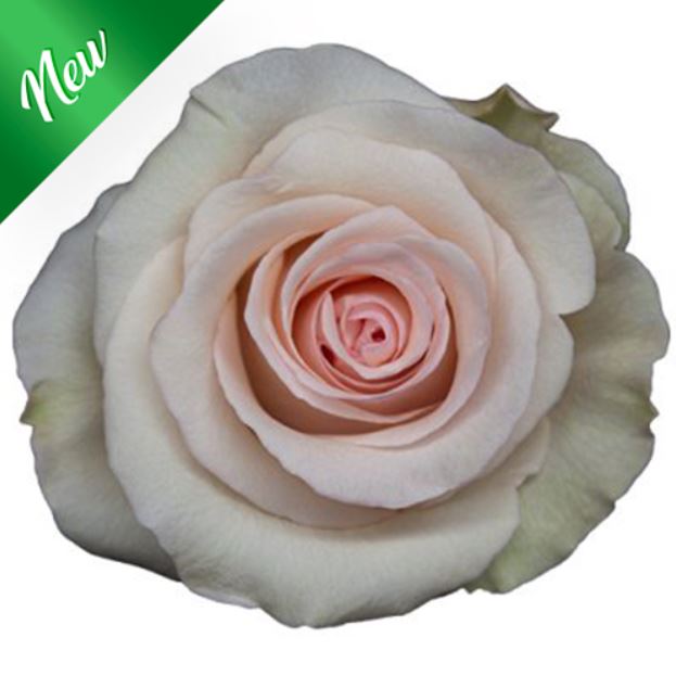 Rose of the Week | Florists Supply
