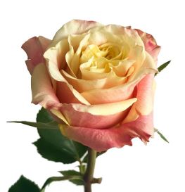 Gallery | Florists Supply