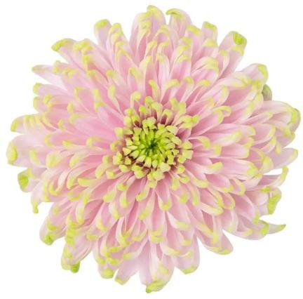 Gallery | Florists Supply