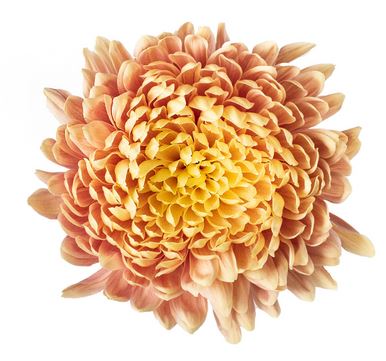 Gallery | Florists Supply