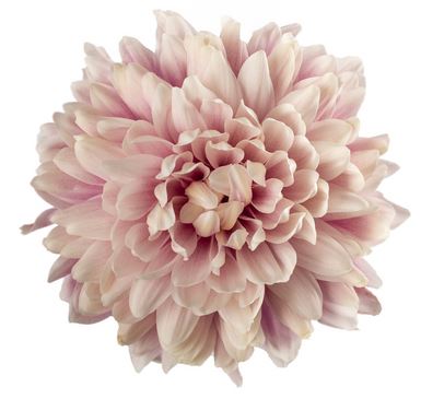 Gallery | Florists Supply