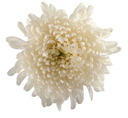 Gallery | Florists Supply